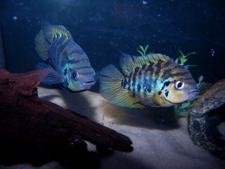 Archocentrus centrarchus (GILL 1877) | NVC web