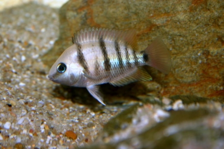 Cryptoheros cutteri (FOWLER 1932) | NVC web