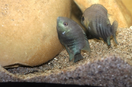 Cryptoheros spilurus (Günther 1862) | NVC web