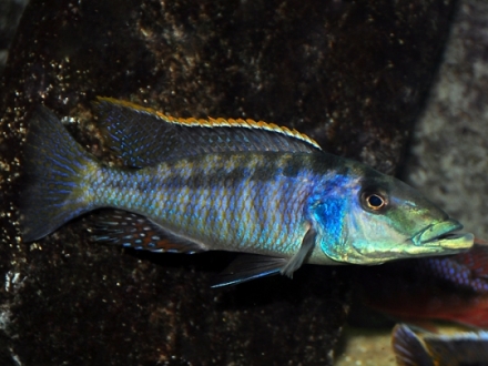 Lichnochromis acuticeps TREWAVAS, 1935 | NVC web