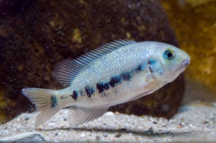 Paraneetroplus gibbiceps (STEINDACHNER, 1864) | NVC web
